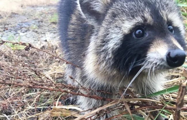 Drunk Raccoons Triggered A Rabies Scare In West Virginia