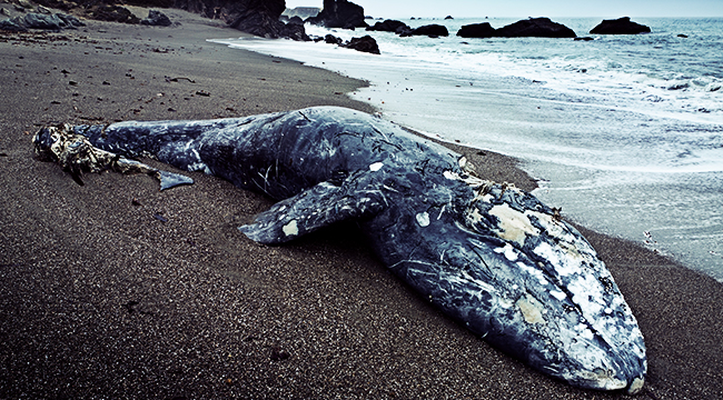 New UN Report Connects Mass Extinction To Human-Caused Climate Change