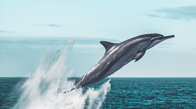 This Video Footage Of A Massive Dolphin Pod In Laguna Beach Is Amazing