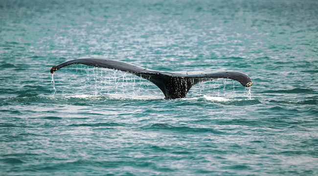 Scotland Now Has A Whale Trail For Whale Watchers