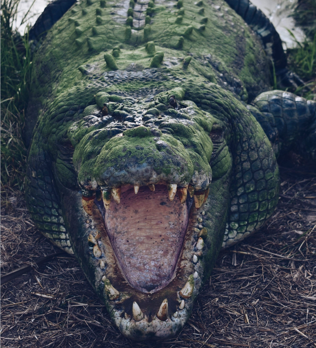 Getting Engaged Surrounded By Crocs In Australia's Northern Territory