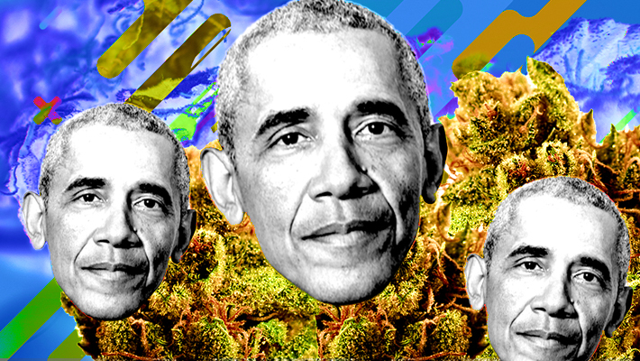 Where To Buy Obama Runtz Weed Strain