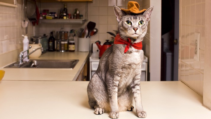 The Internet Fell In Love With A Simple Cat Named Jorts