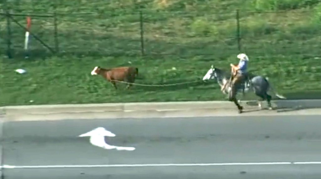 Loose Cow On An Highway Had To Be Lassoed By A Cowboy