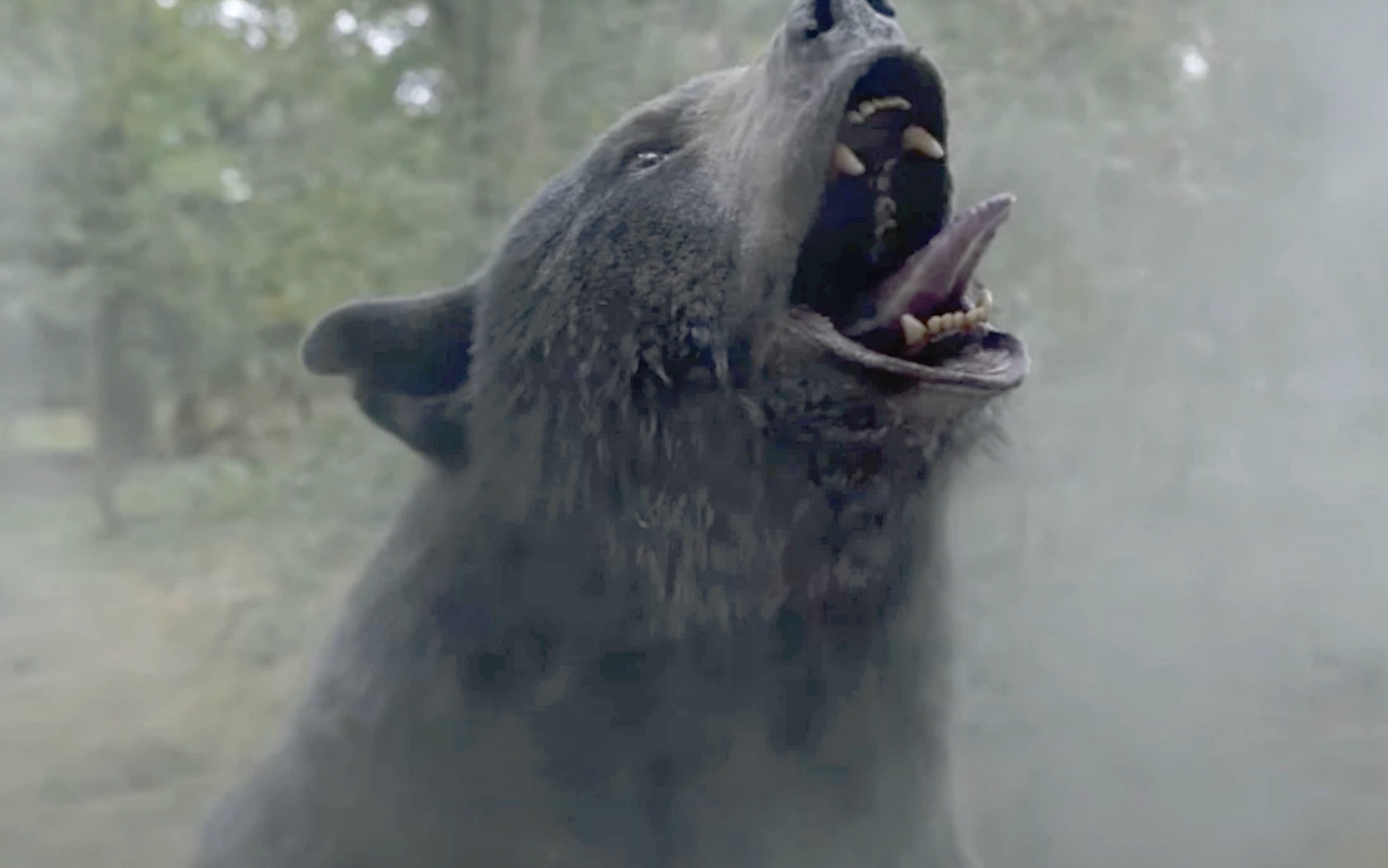 Ranking The Best Bears In Pop Culture History