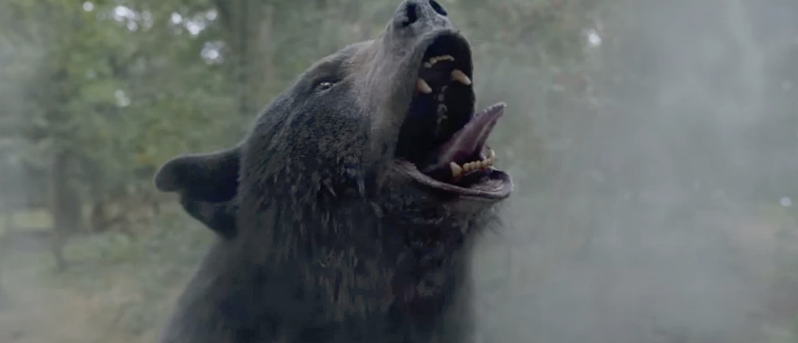 What's The Difference Between Cocaine Bear Vs. Normal Bear?