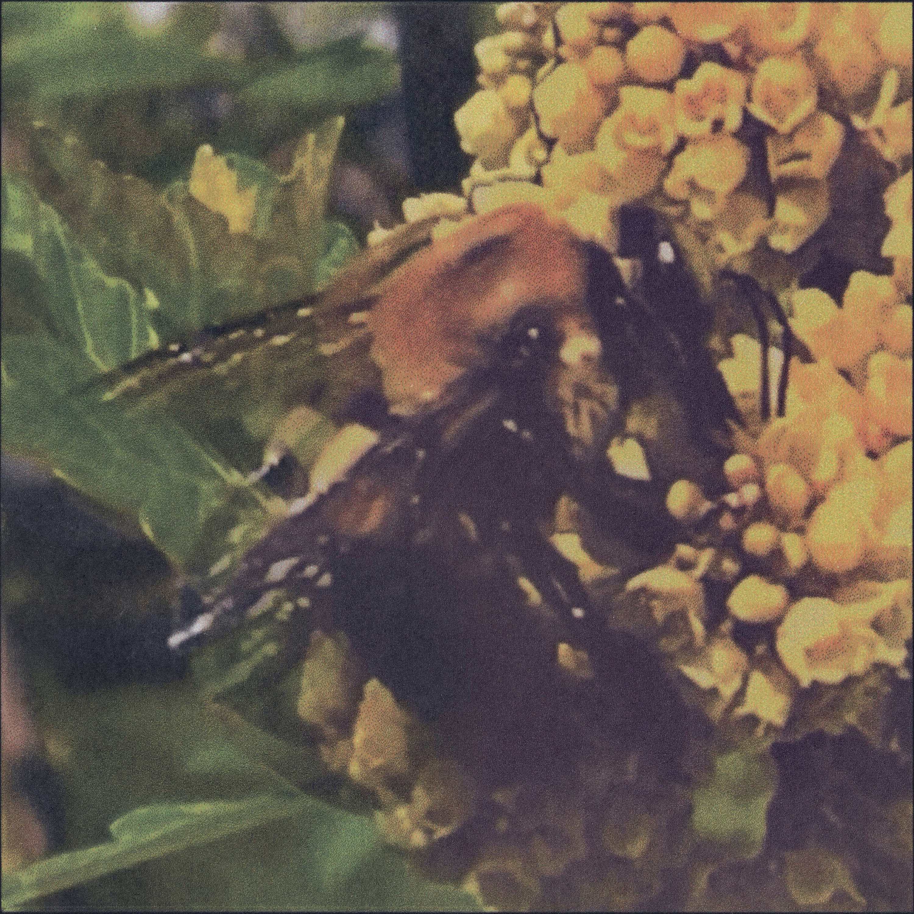 Broncho Announce 'Natural Pleasure,' Share 'Funny'